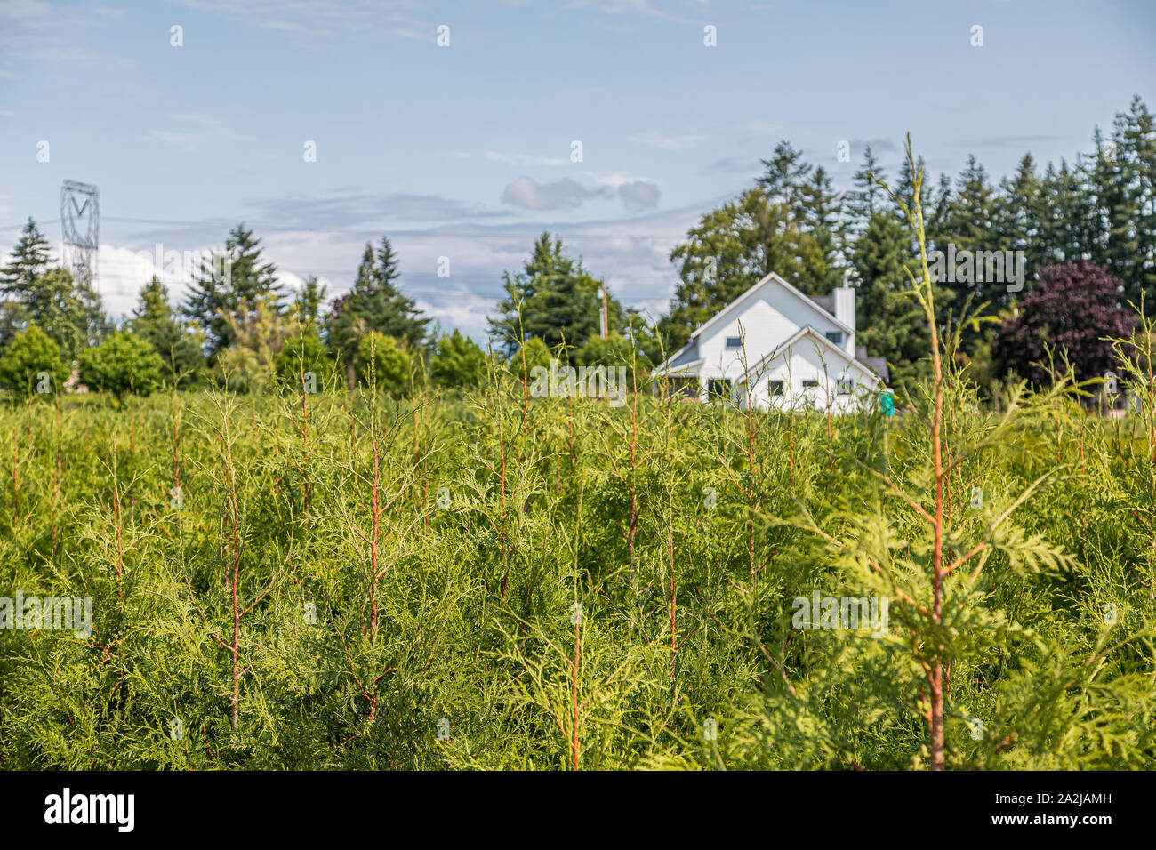 Junipers hi-res stock photography and images - Alamy