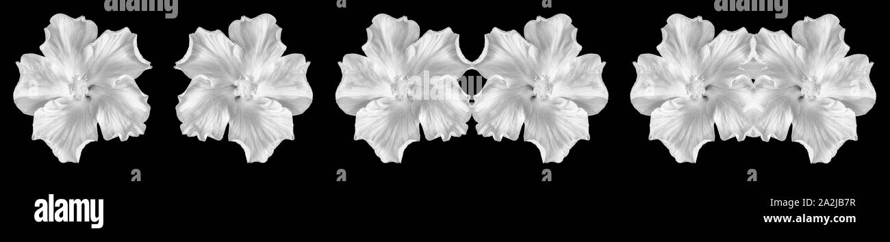 Bloom sequence hi-res stock photography and images - Alamy