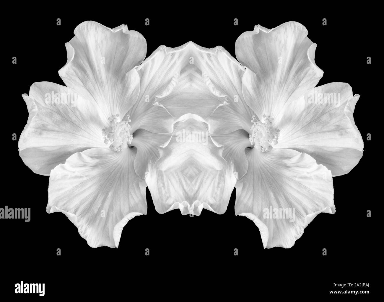 Hibiscus collage hi-res stock photography and images - Alamy