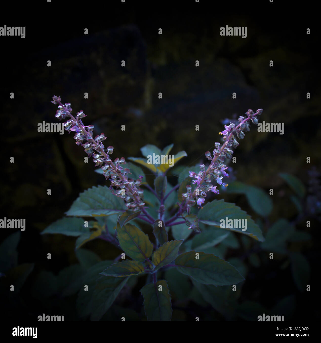 Tulsi leaves hi-res stock photography and images - Alamy