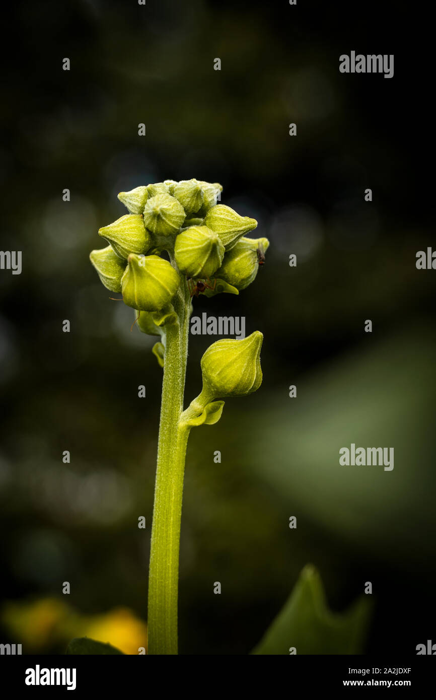 Luffa aegyptiaca, (Smooth Luffa, Egyptian Luffa), flower, emerging from ...