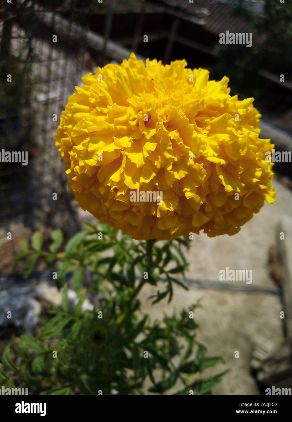 Most beautiful marigold flower hi-res stock photography and images - Alamy