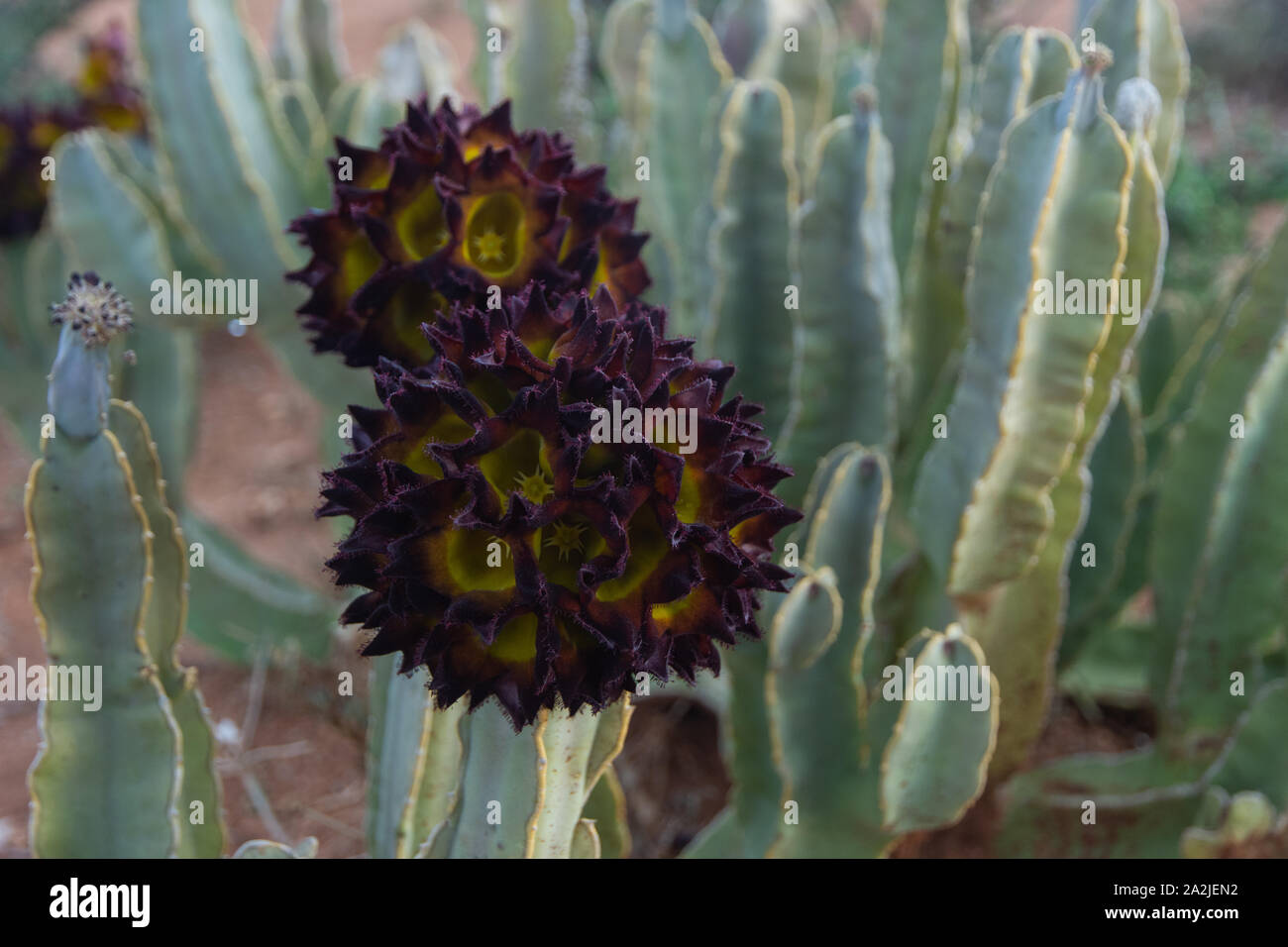 Caralluma speciosa cactus blooming, Omo valley, Ethiopia Stock Photo ...
