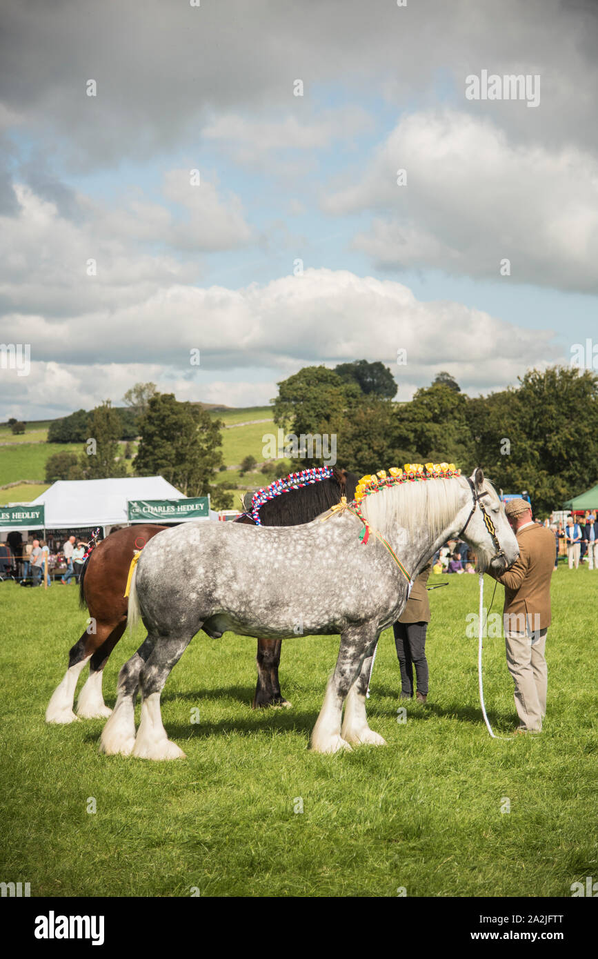 Working Shire Horse High Resolution Stock Photography and Images - Alamy