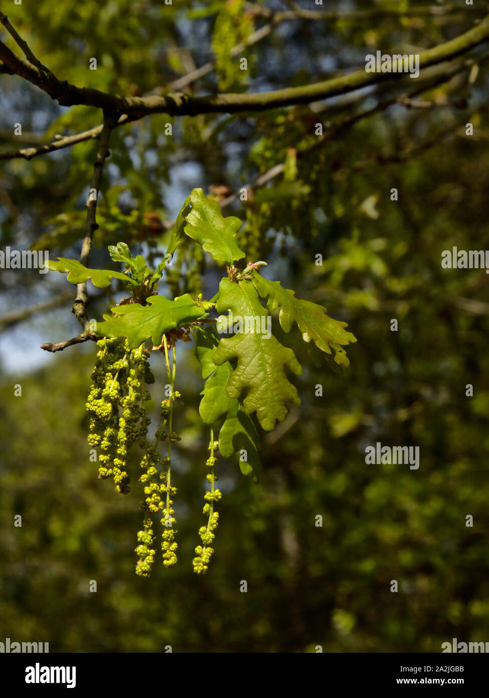 Leafs and flowes of an oak tree. green male ccatkins and tiny female ...