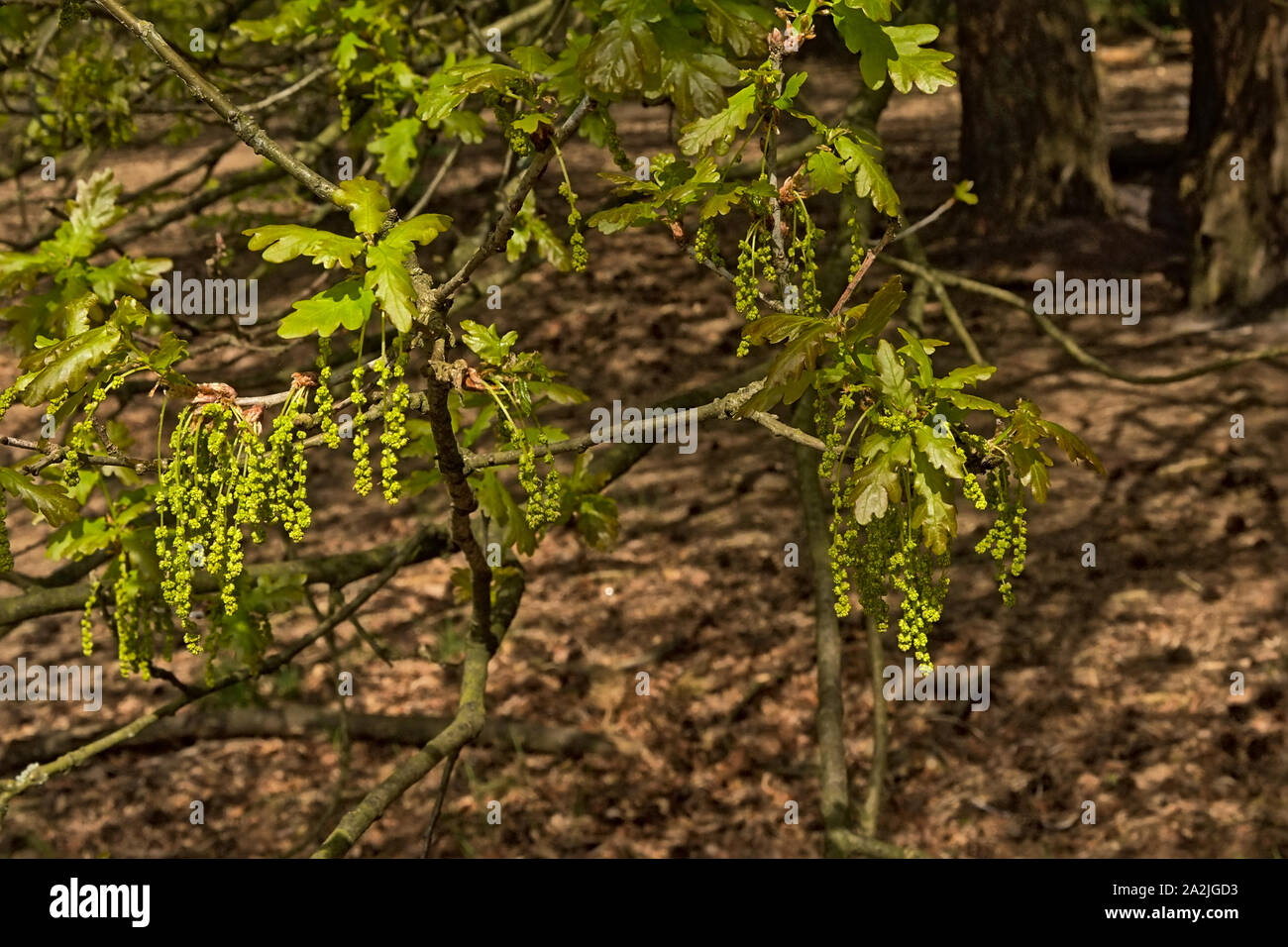 Oak tree female flower hi-res stock photography and images - Alamy
