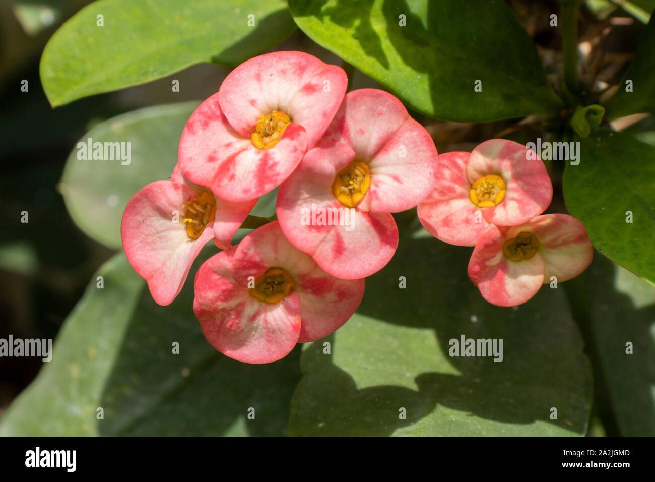 Crown of thorn flower hi-res stock photography and images - Alamy