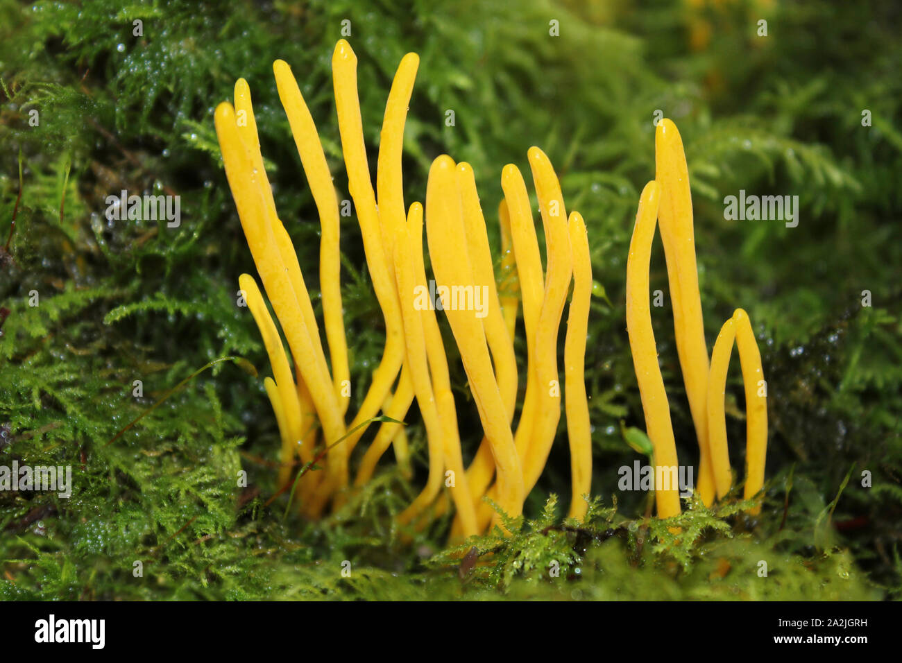 Yellow fungi hi-res stock photography and images - Alamy