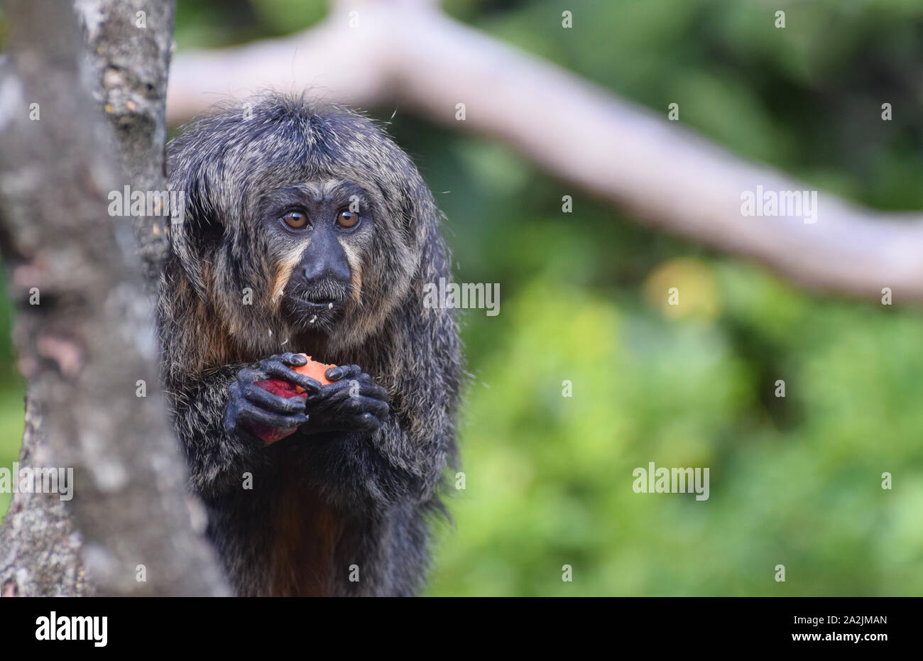 White Faced Saki Monkey Female Stock Photo - Alamy