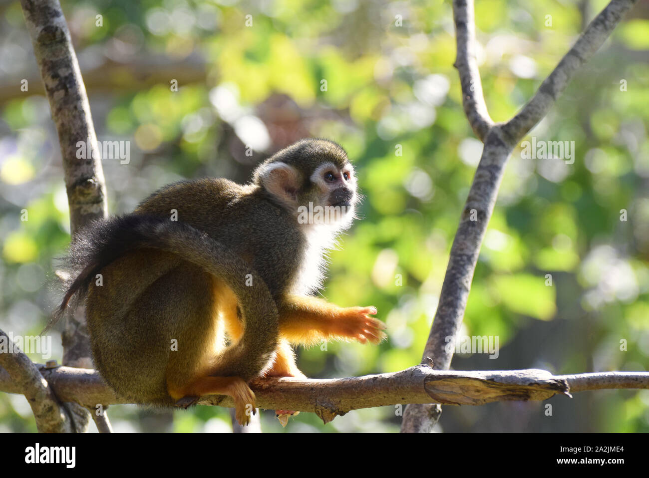 A squirrel monkey crouching in the tree tops of a forest canopy Stock ...