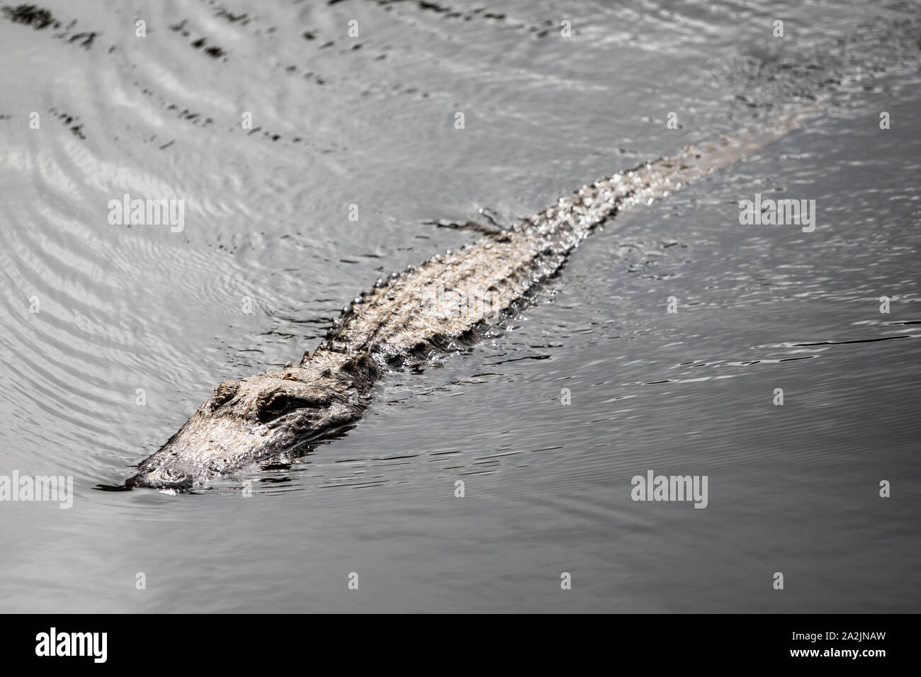 American alligator submerged hi-res stock photography and images - Alamy