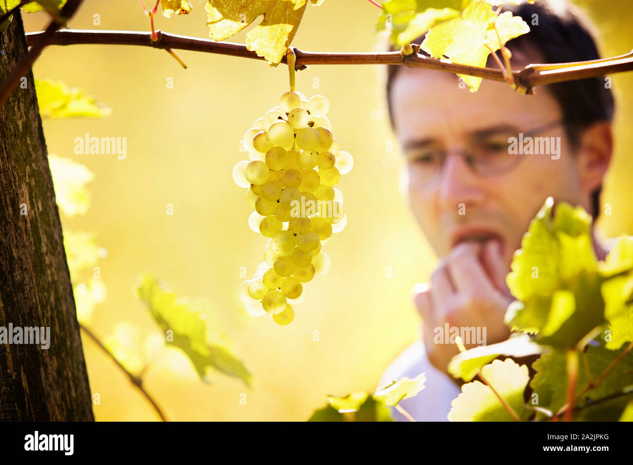 Winemaker tasting grapes in vineyard Stock Photo - Alamy