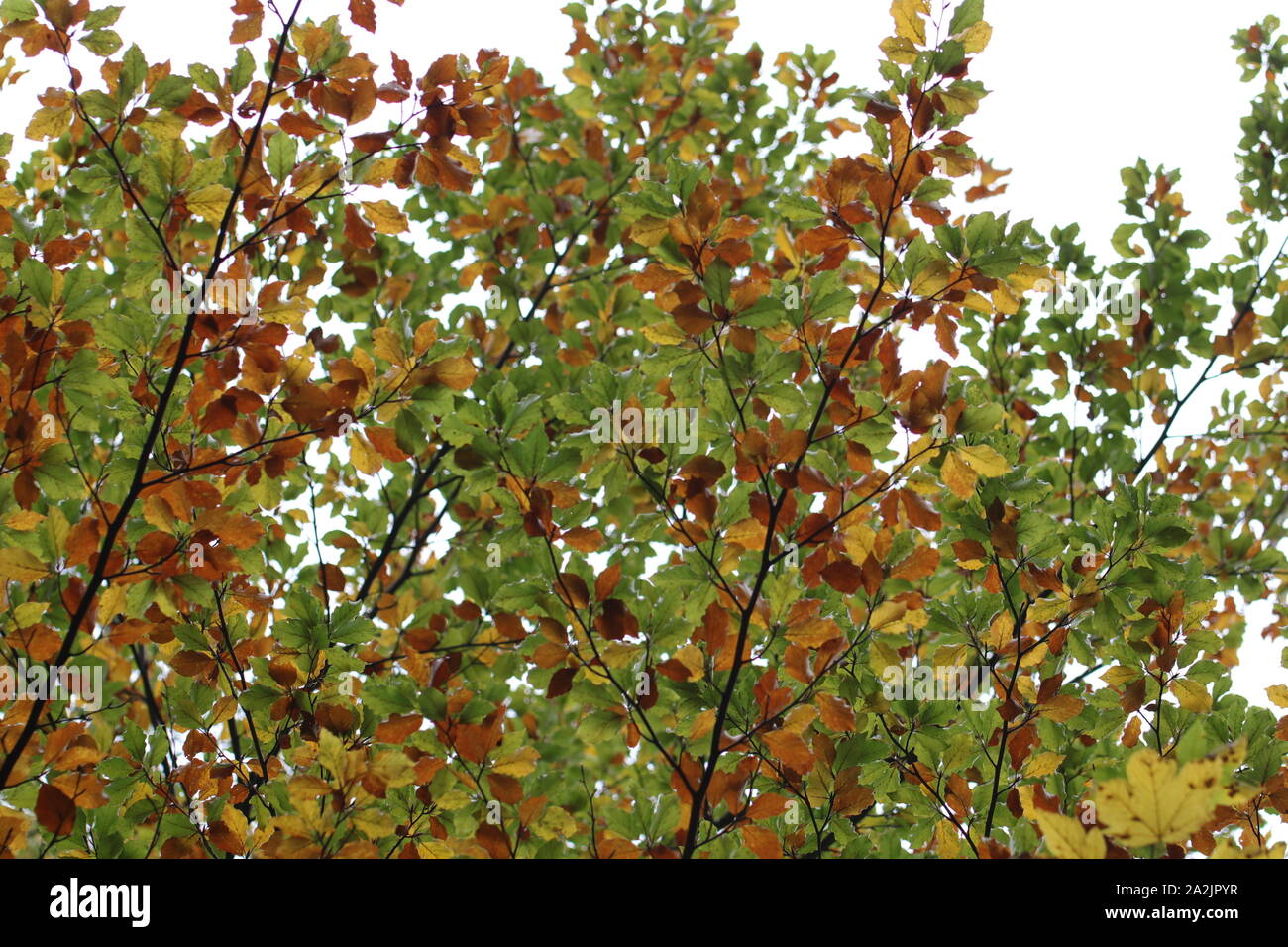 Autumn's coming soon Stock Photo - Alamy