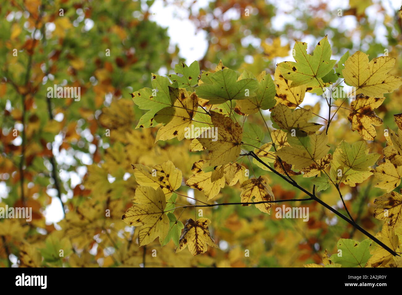 Autumn's coming soon Stock Photo - Alamy
