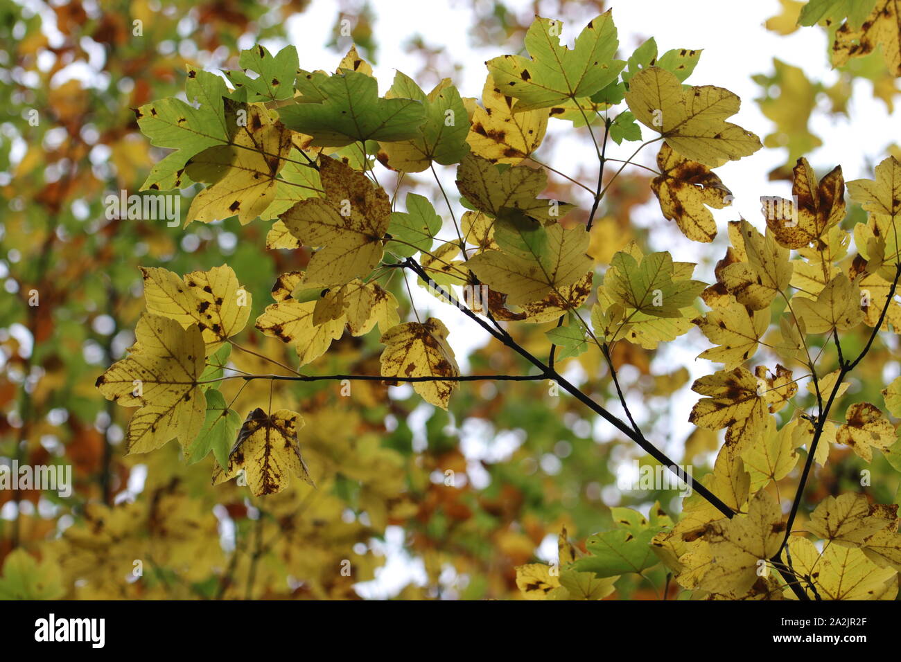 Autumn's coming soon Stock Photo - Alamy