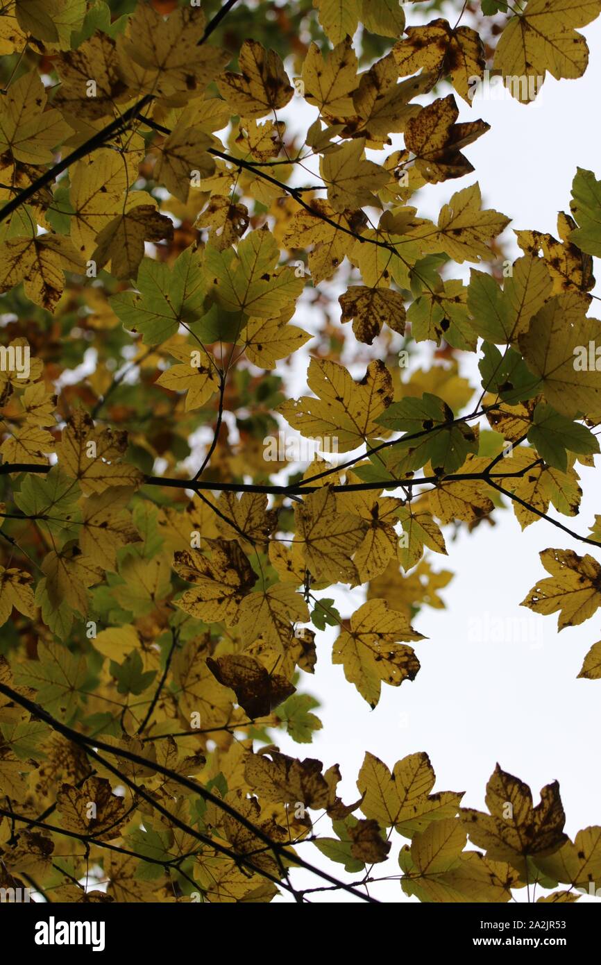 Autumn's coming soon Stock Photo - Alamy