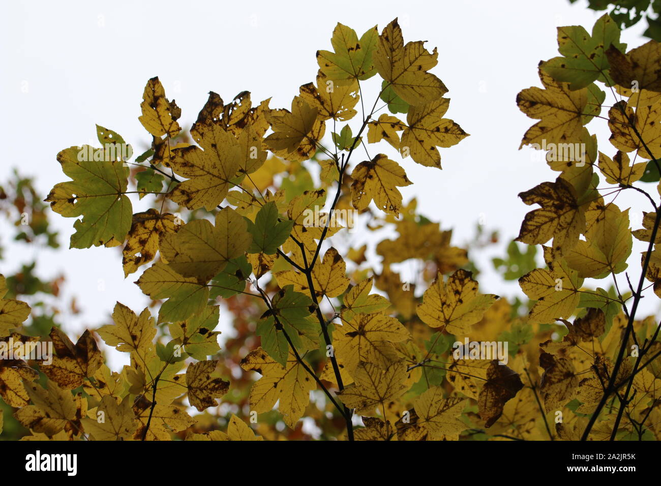 Autumns leaves hi-res stock photography and images - Alamy