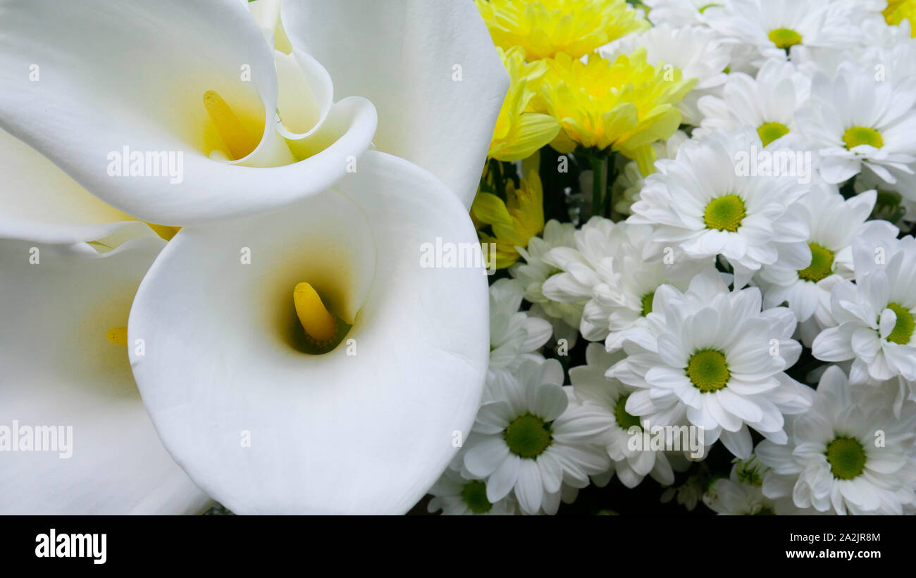 White Funnel Lilies High Resolution Stock Photography and Images - Alamy