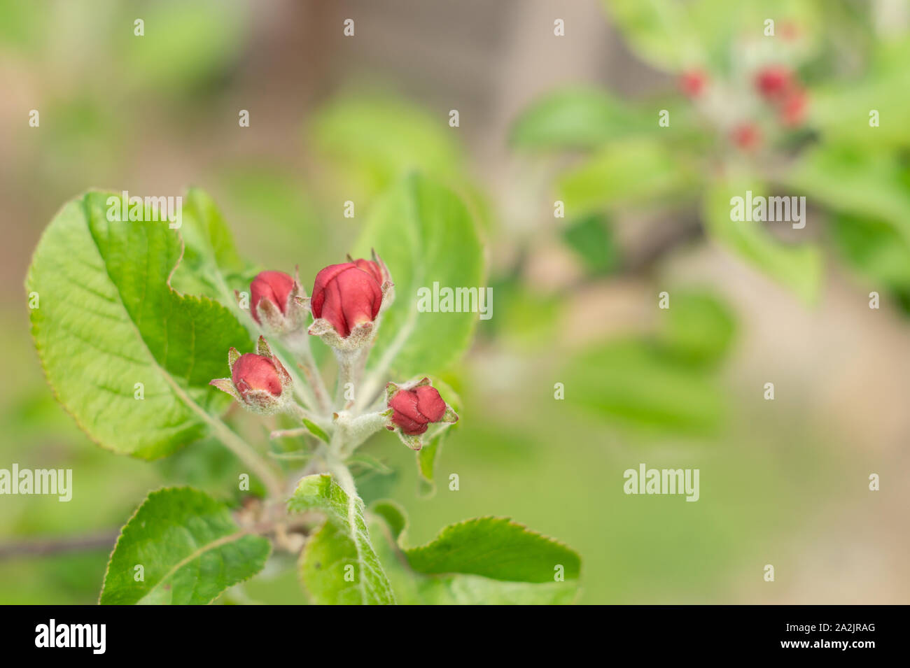 Red buds and green leaves on a branch of apple tree in spring Stock ...