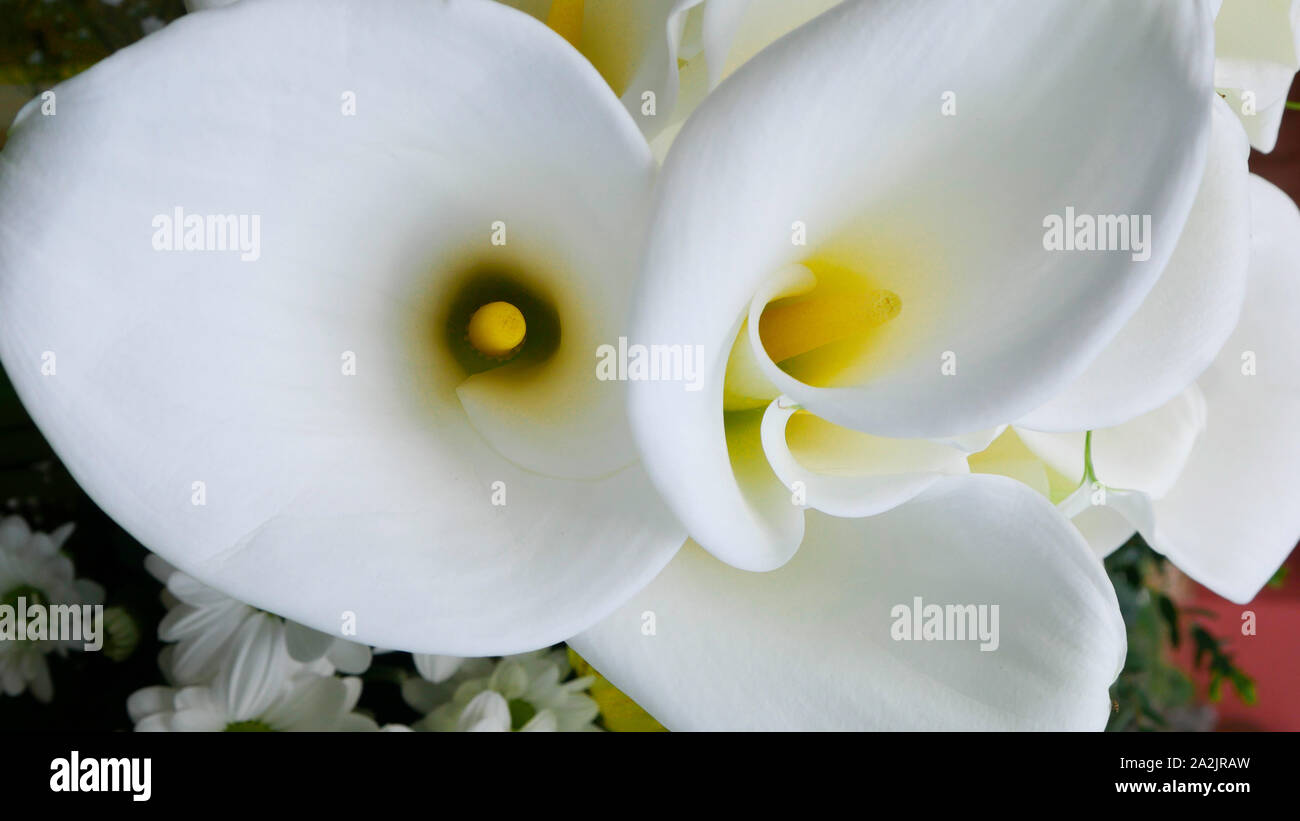 White Funnel Lilies High Resolution Stock Photography and Images - Alamy