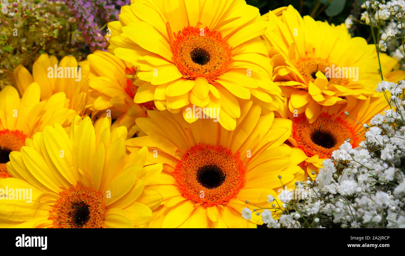 Gerbera gypsophila hi-res stock photography and images - Alamy