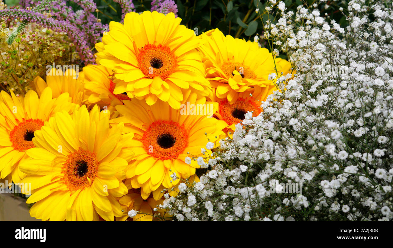 Yellow gerbera and small decorative white flowers Stock Photo - Alamy