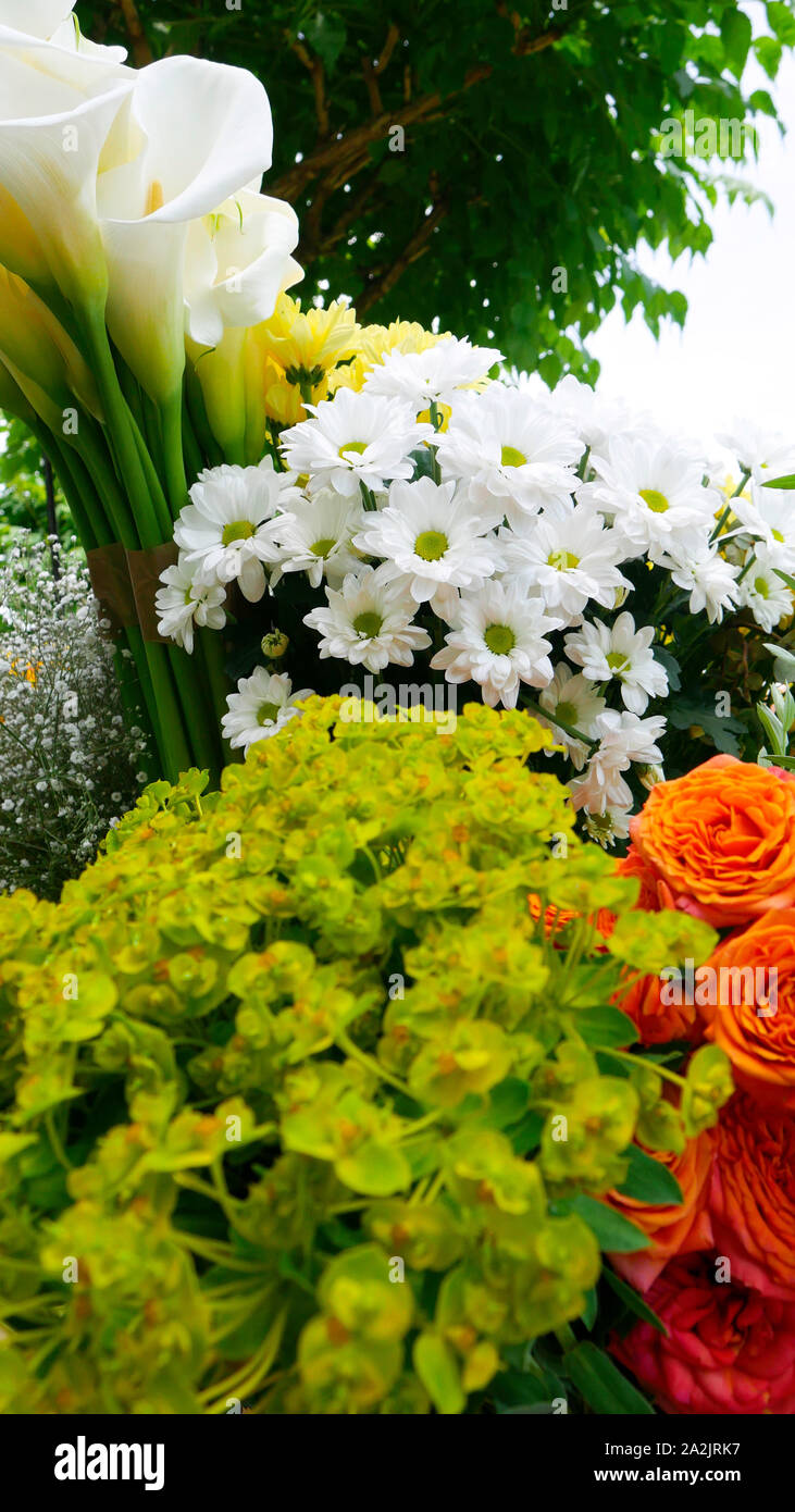 Four types of decorative flowers Stock Photo - Alamy