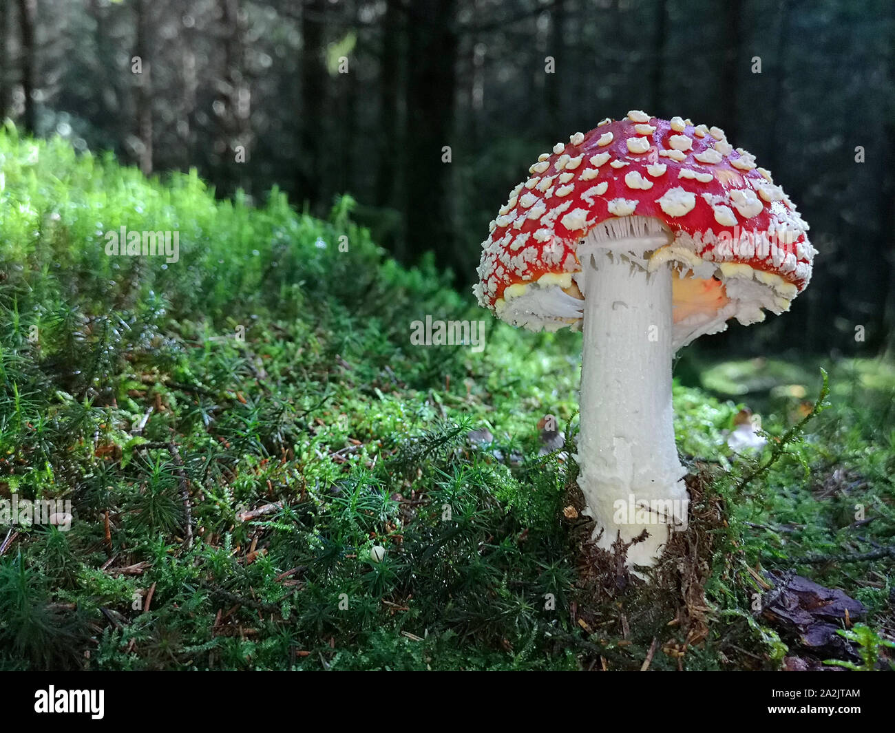close up of fly agaric, toadstool in moss on forest background, copy ...