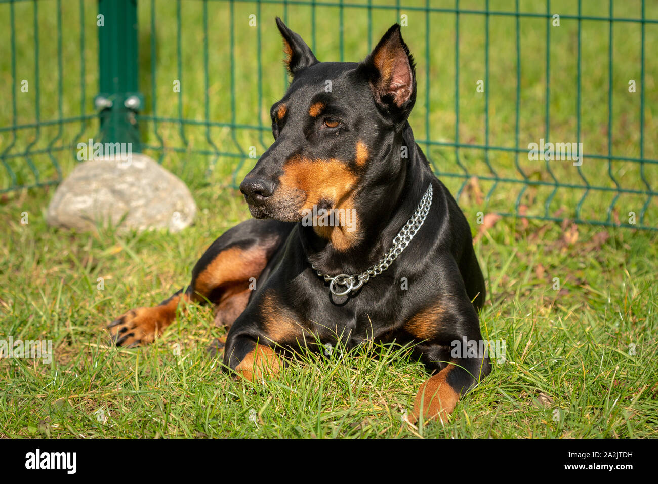 Doberman pincher hi-res stock photography and images - Alamy