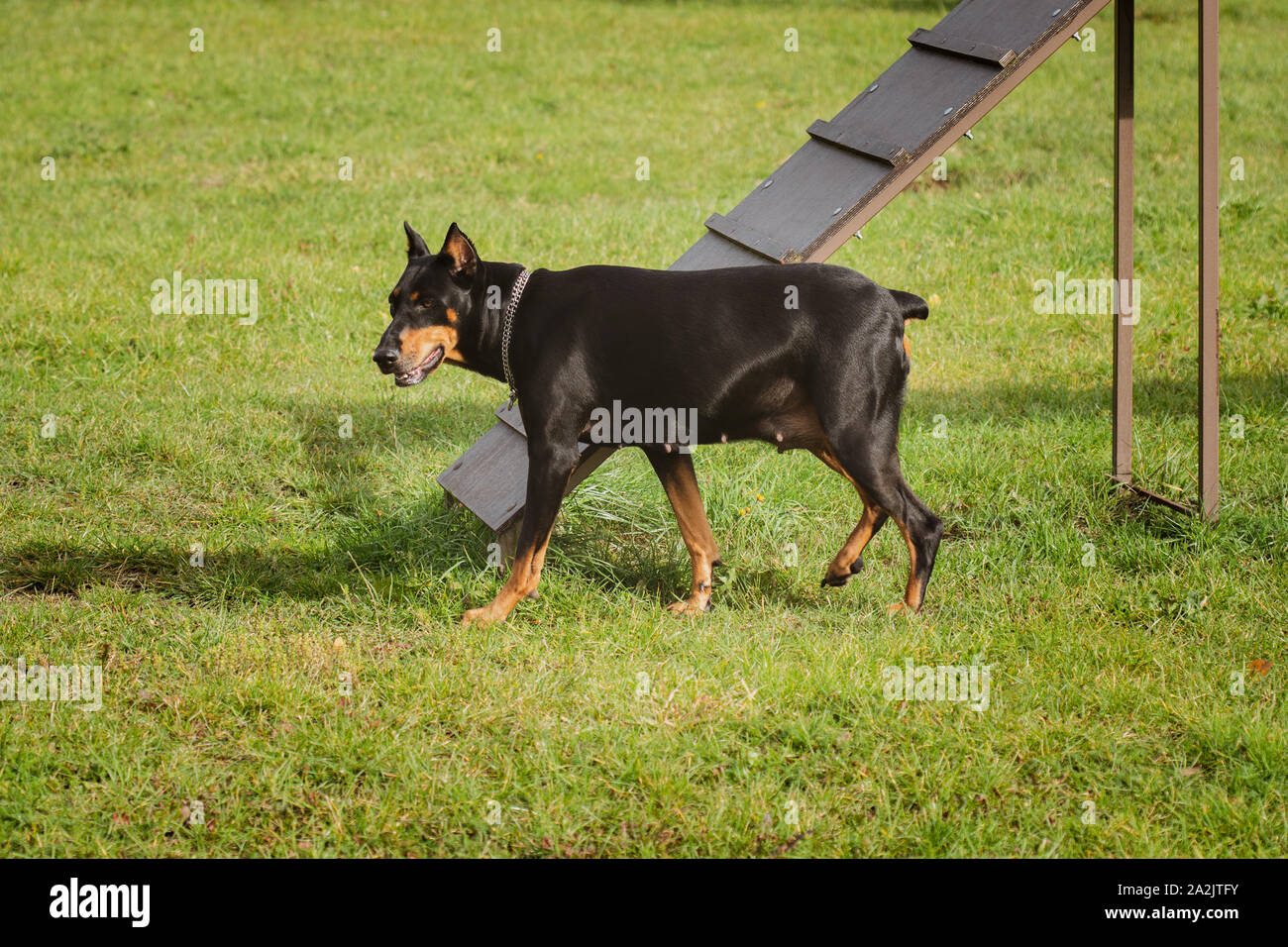Doberman Pinscher in the dog agility area with a barrier Stock Photo ...