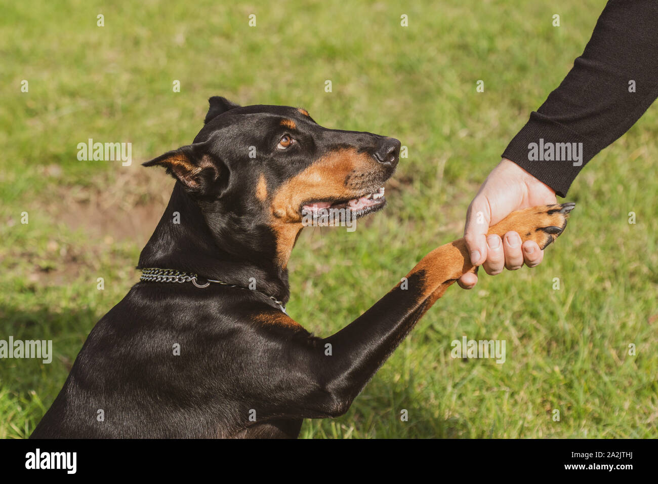 The dog breed Doberman Pinscher and human hand during handshake ...