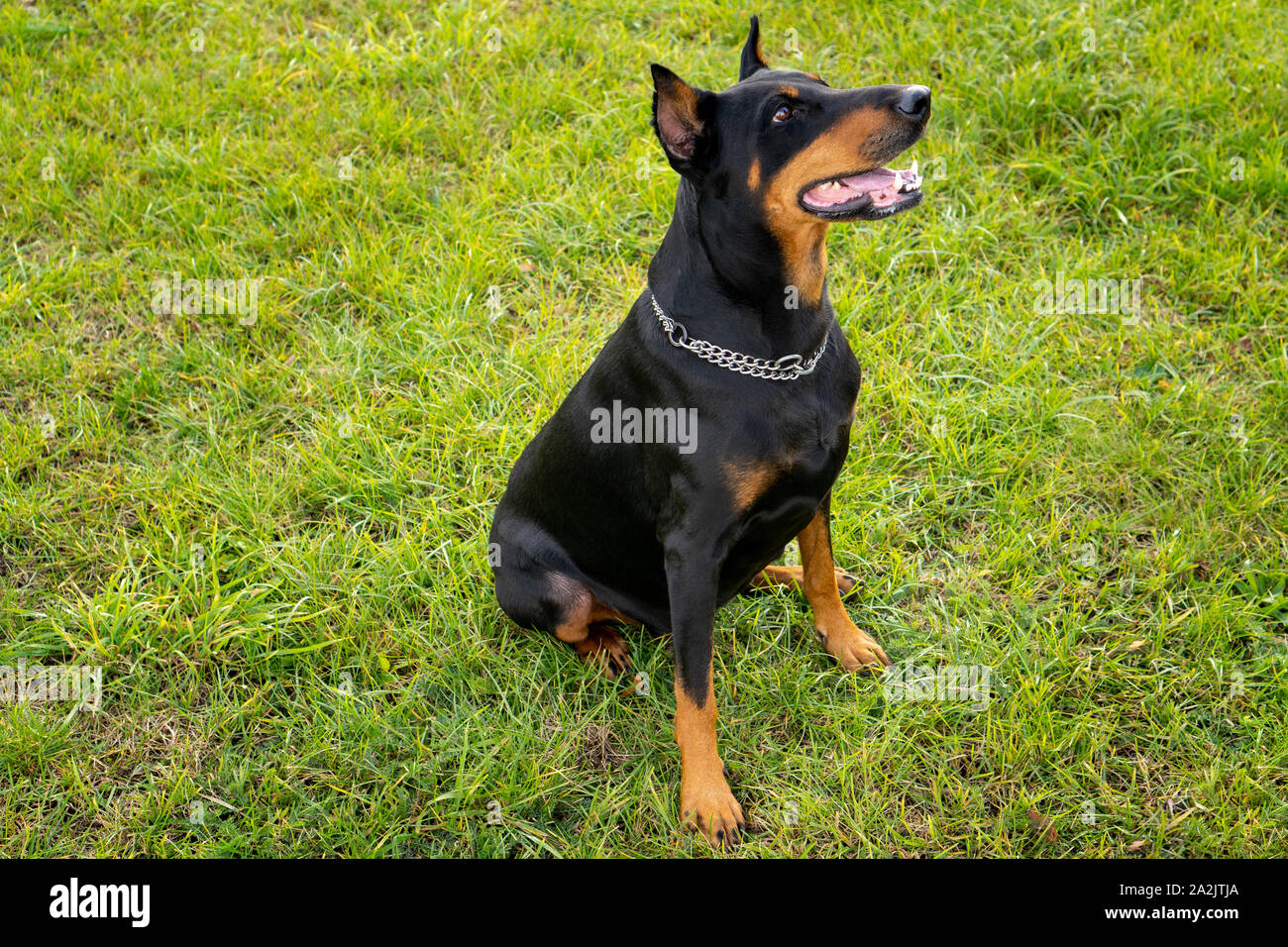 Obedient Doberman Pinscher sitting on the grass Stock Photo - Alamy