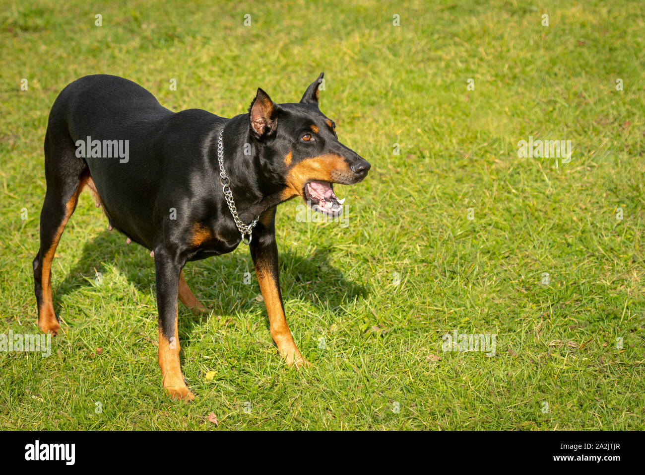 Doberman barking hi-res stock photography and images - Alamy