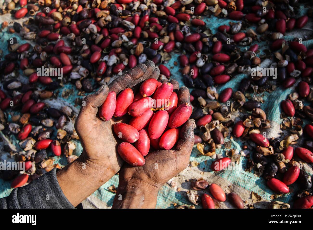 Deir Al-Balah, The Gaza Strip, Palestine. 2nd Oct, 2019. Harvest palm ...