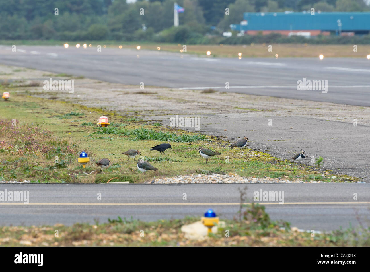 Airport birds hi-res stock photography and images - Alamy