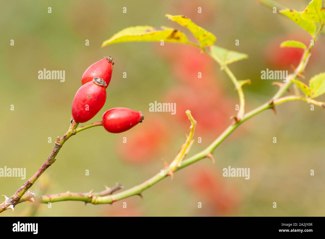 Red rosehips on a wild dog rose (Rosa canina Stock Photo - Alamy