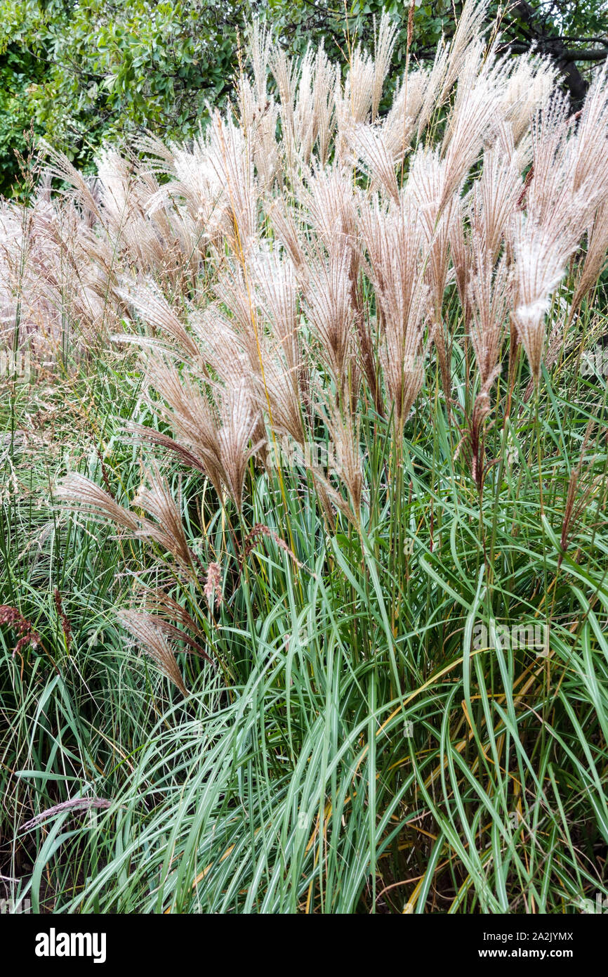 Miscanthus Sin Morning Light
