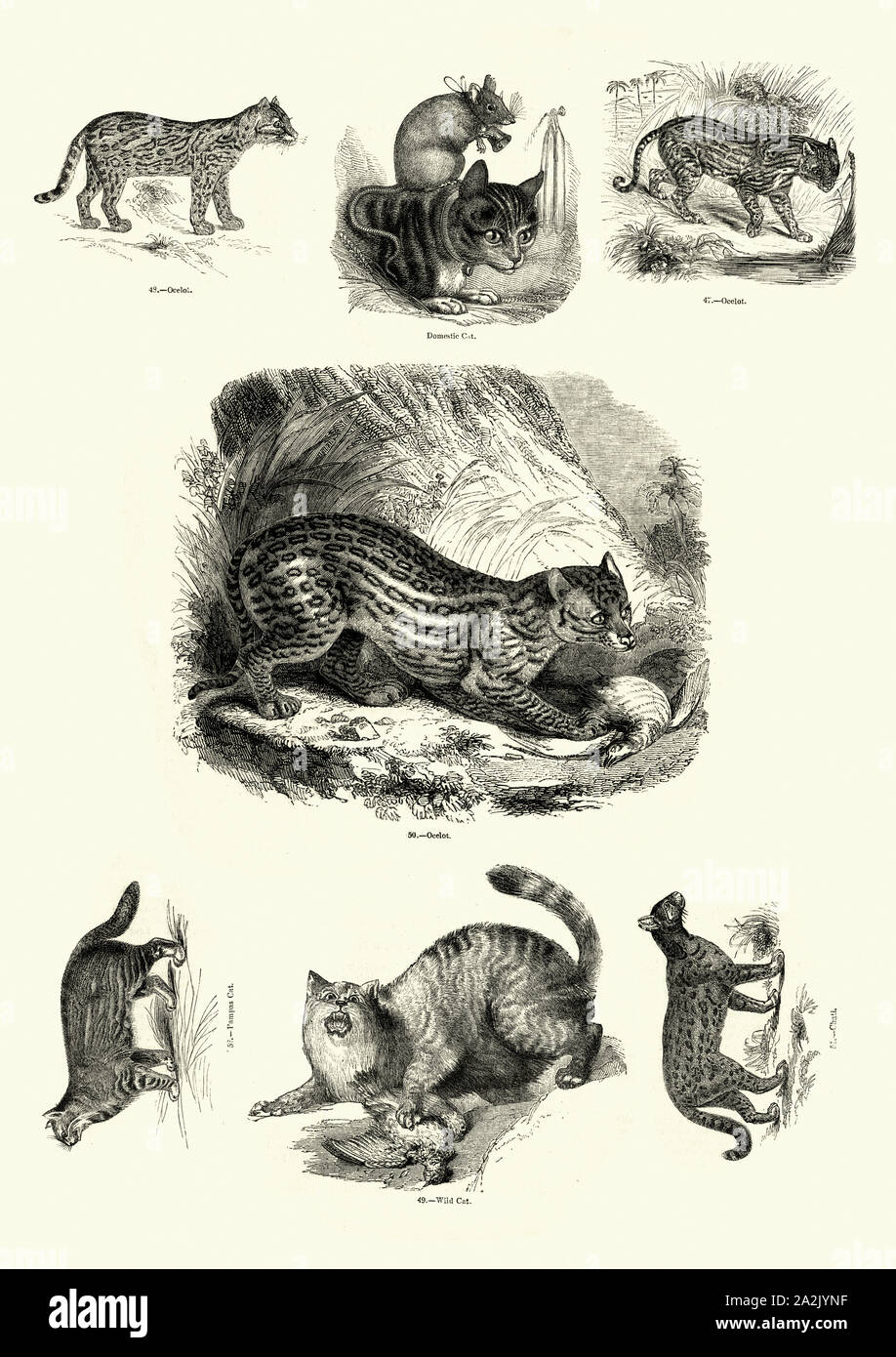 Vintage engraving of Natural history, Mammals, Cats, Ocelots and ...