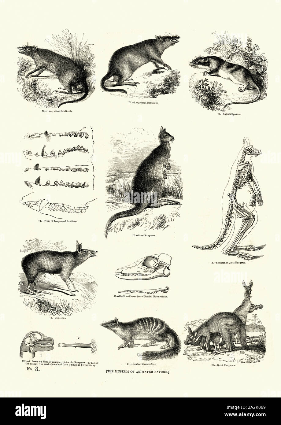 Kangaroo Evolution Timeline