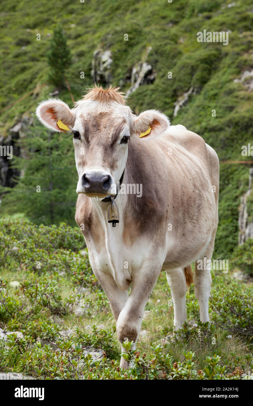 Agriculture alpine hi-res stock photography and images - Alamy
