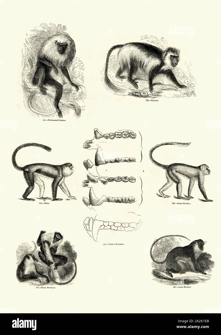 Vintage engraving of Monkeys. Pictorial Museum of Animated Nature Stock ...