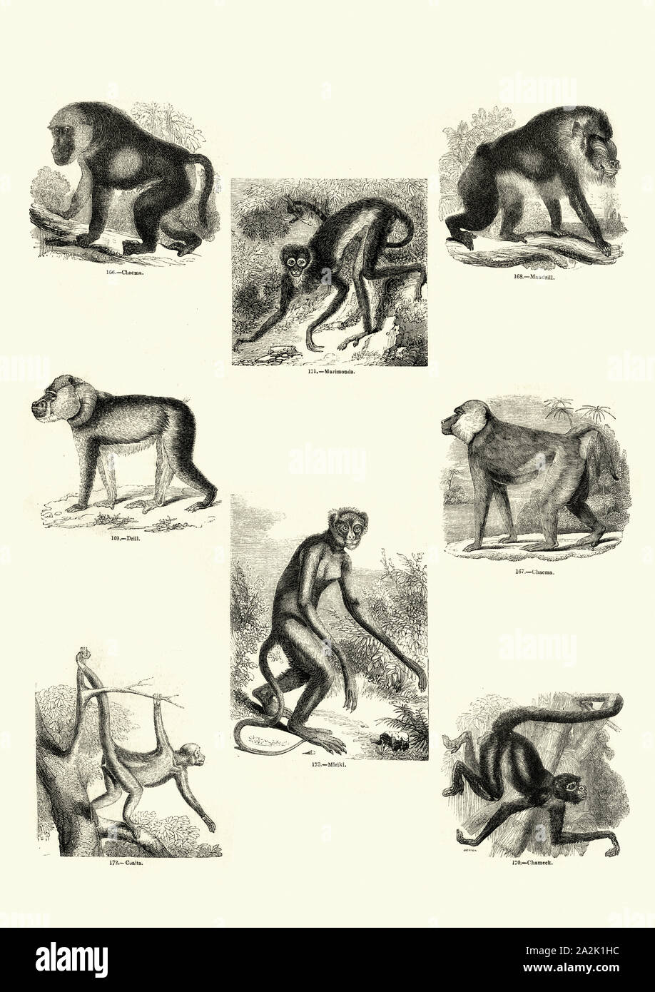 Vintage engraving Nature, Primates, Monkey and Baboons. Pictorial ...