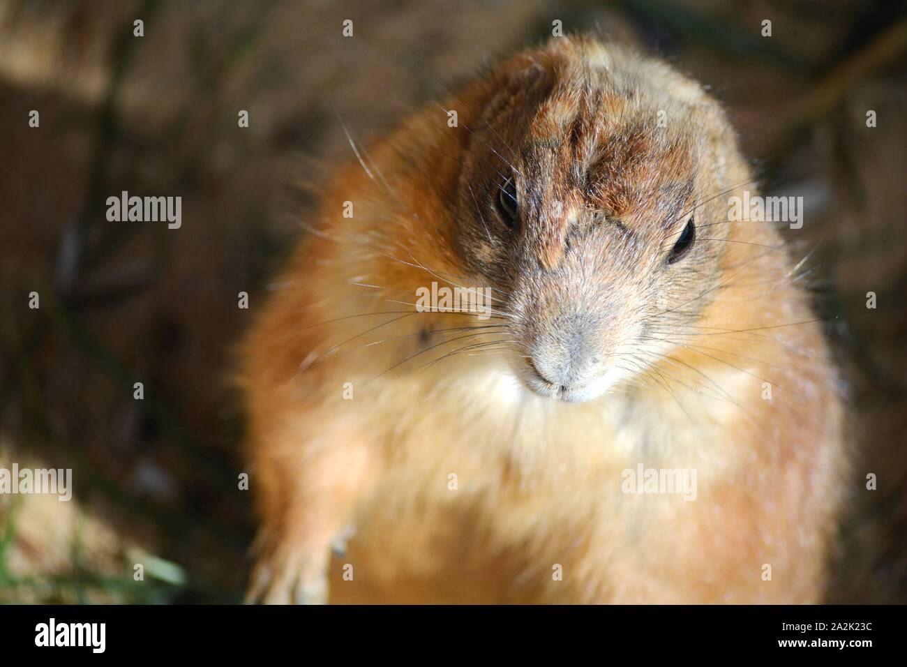 Hairy rodent hi-res stock photography and images - Alamy