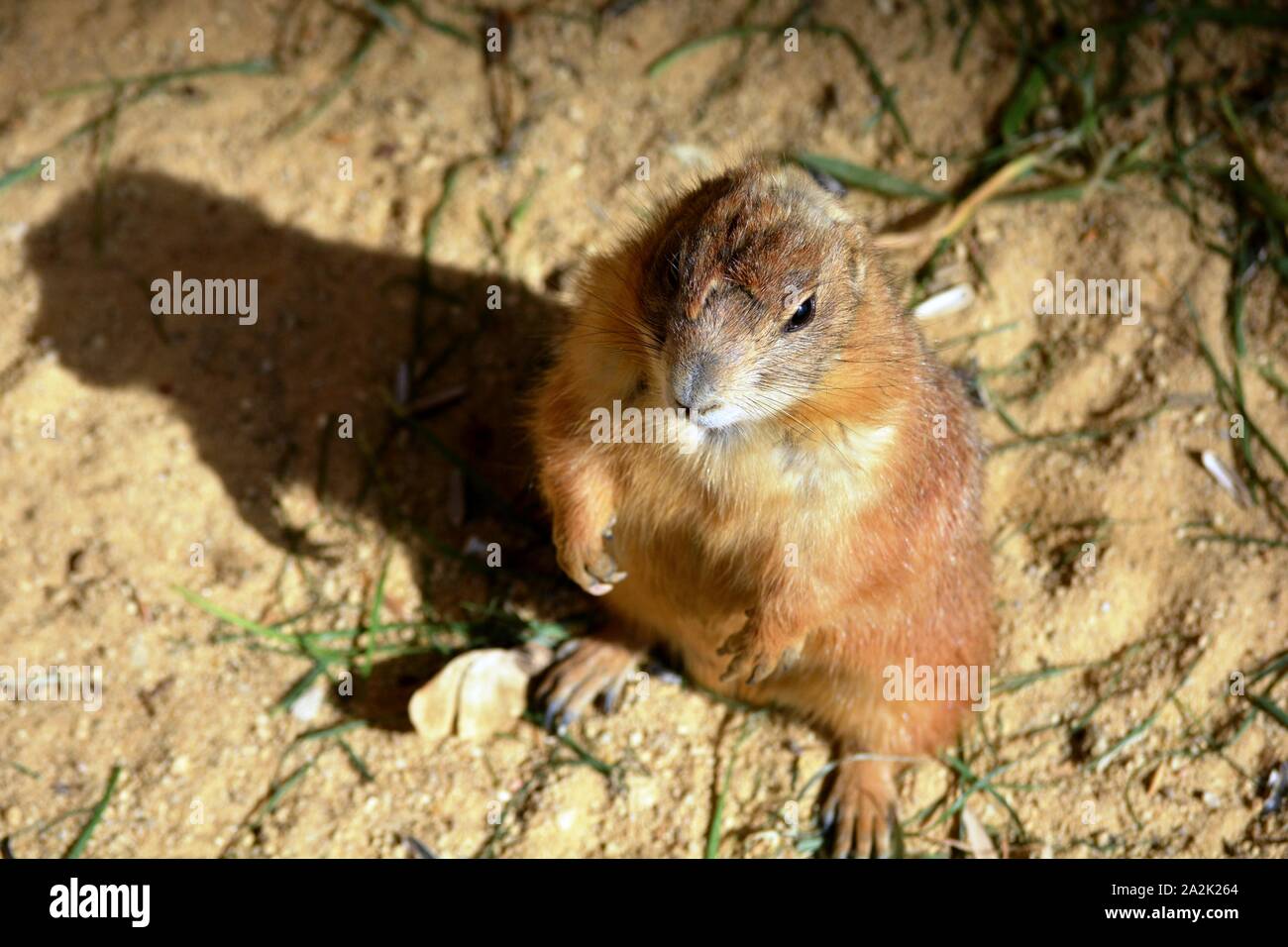 a brown rodent standing Stock Photo - Alamy