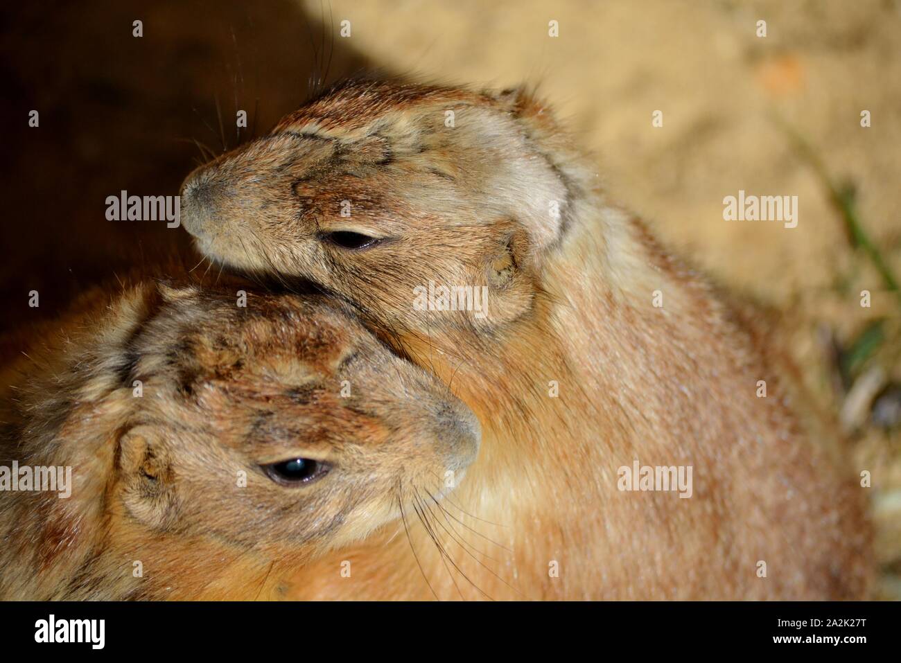 two brown rodents embracing Stock Photo - Alamy