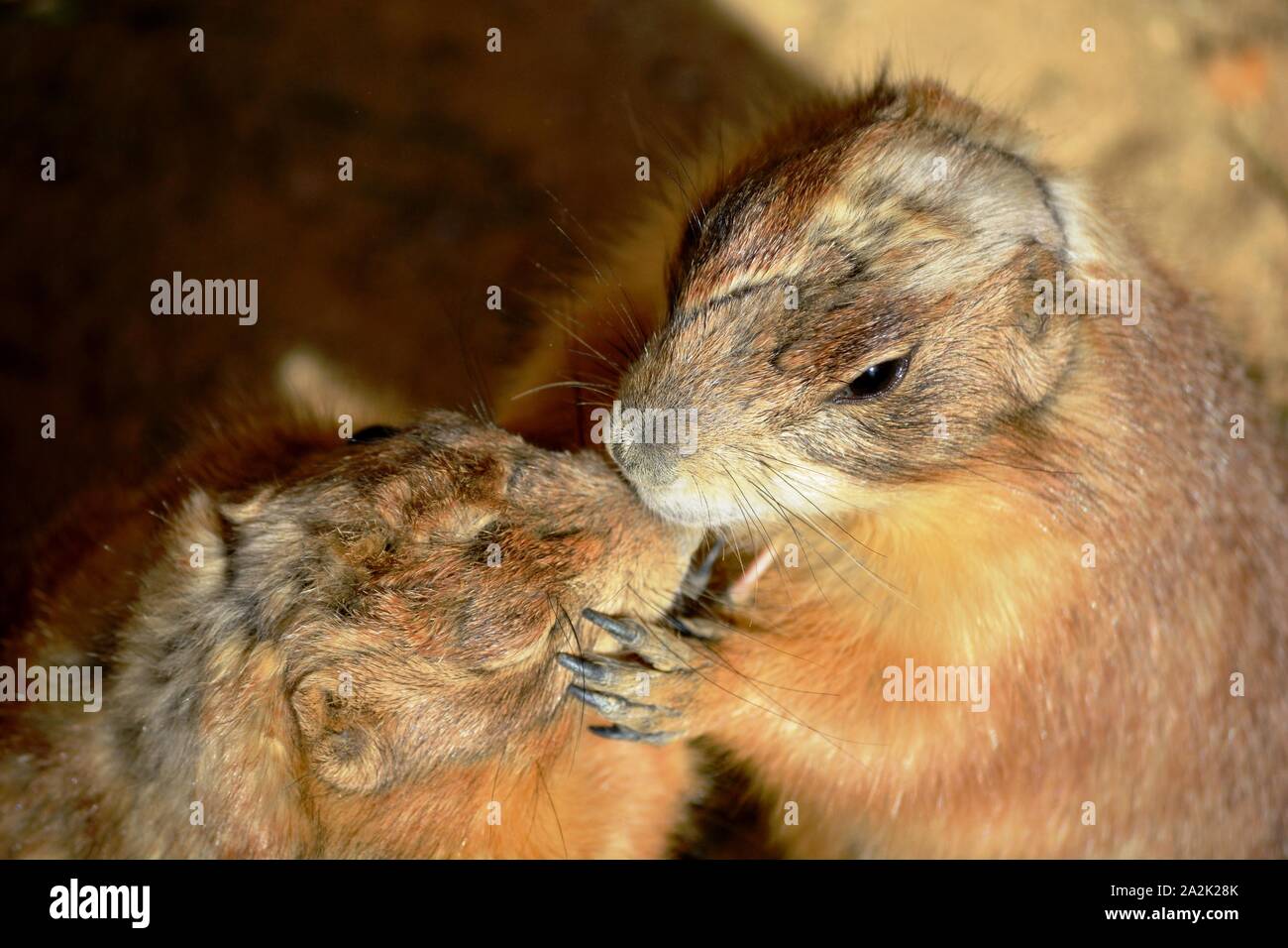 two brown rodents kissing Stock Photo - Alamy