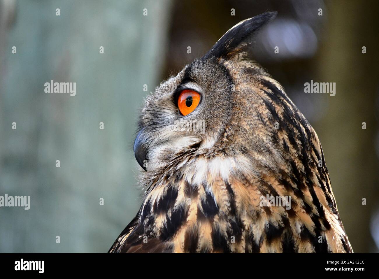 one owl with the orange eyes Stock Photo - Alamy