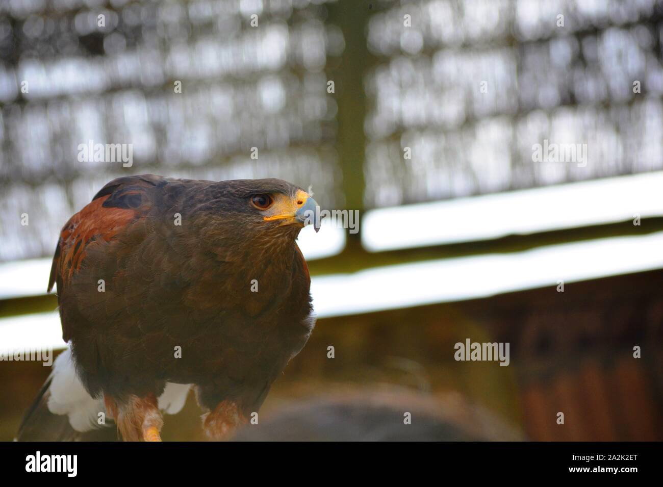 Staring bird hi-res stock photography and images - Alamy