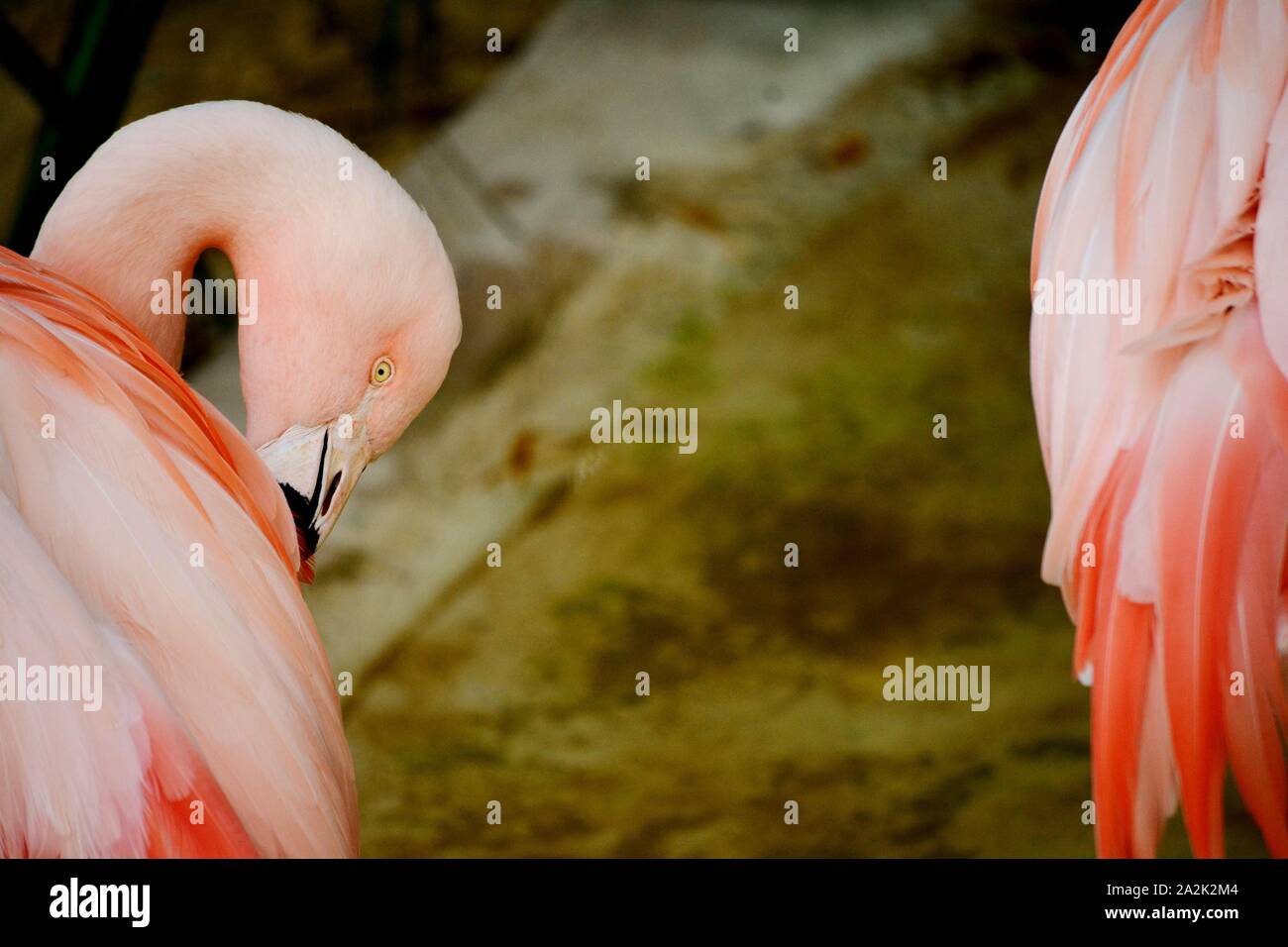 Two pink flamingos hi-res stock photography and images - Alamy
