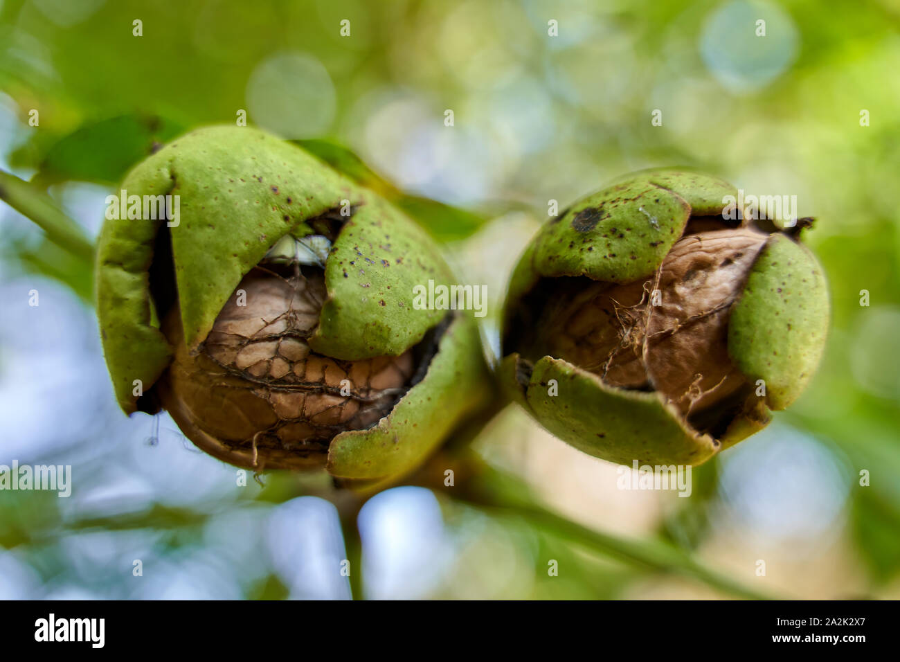 Ripen walnuts with cracked shell ready for harvest Stock Photo - Alamy